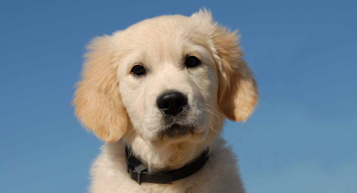 Farer for valpen - Agria Dyreforsikring