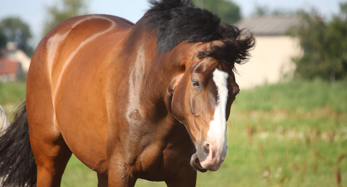 Huggormbitt på hest - Agria Dyreforsikring