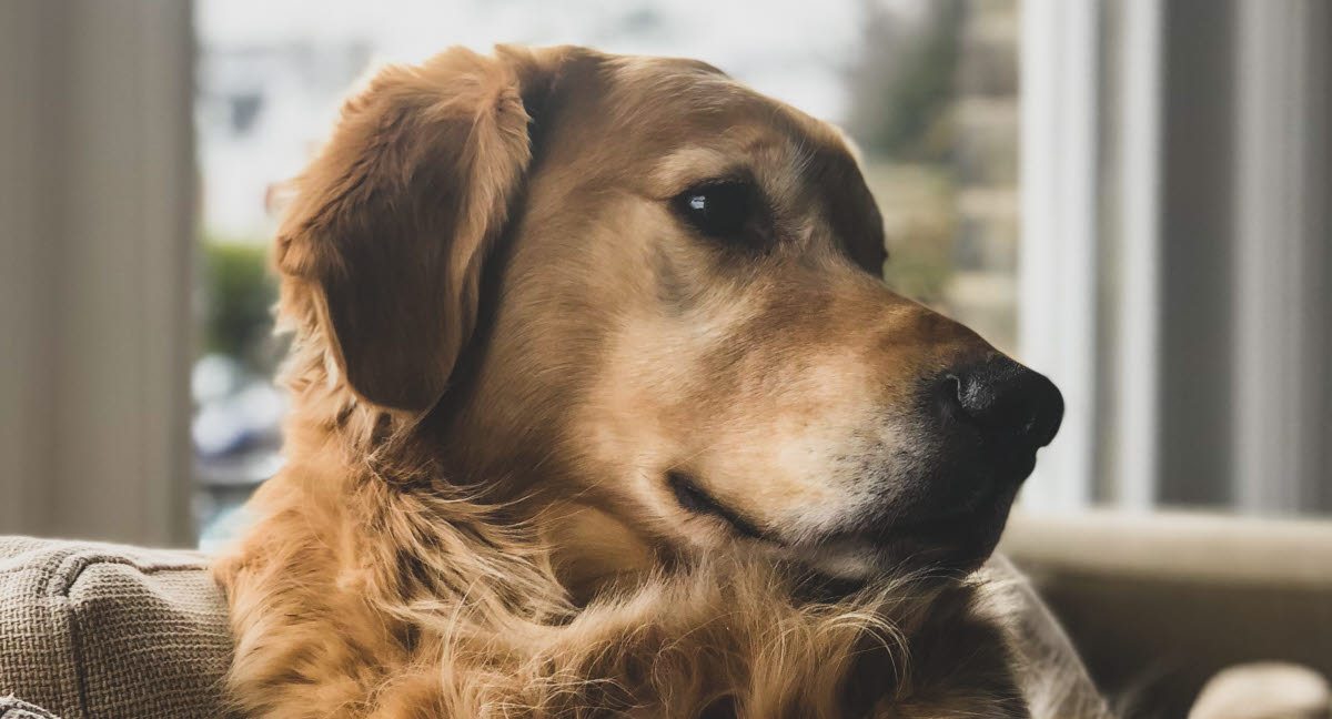 Innbilt drektighet hos tisper - Agria Dyreforsikring