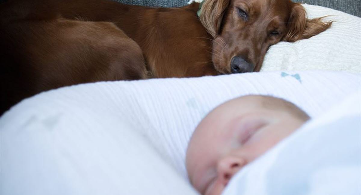Slik introduserer du baby og hund for hverandre - Agria Dyreforsikring