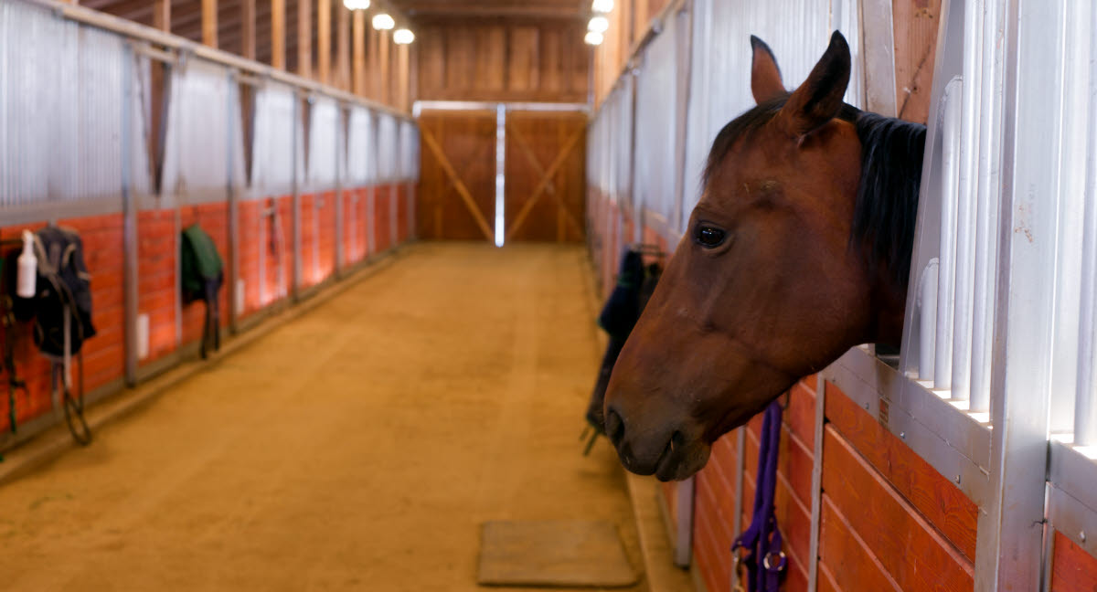 Hesten vil ha frisk luft i stallen - Agria Dyreforsikring