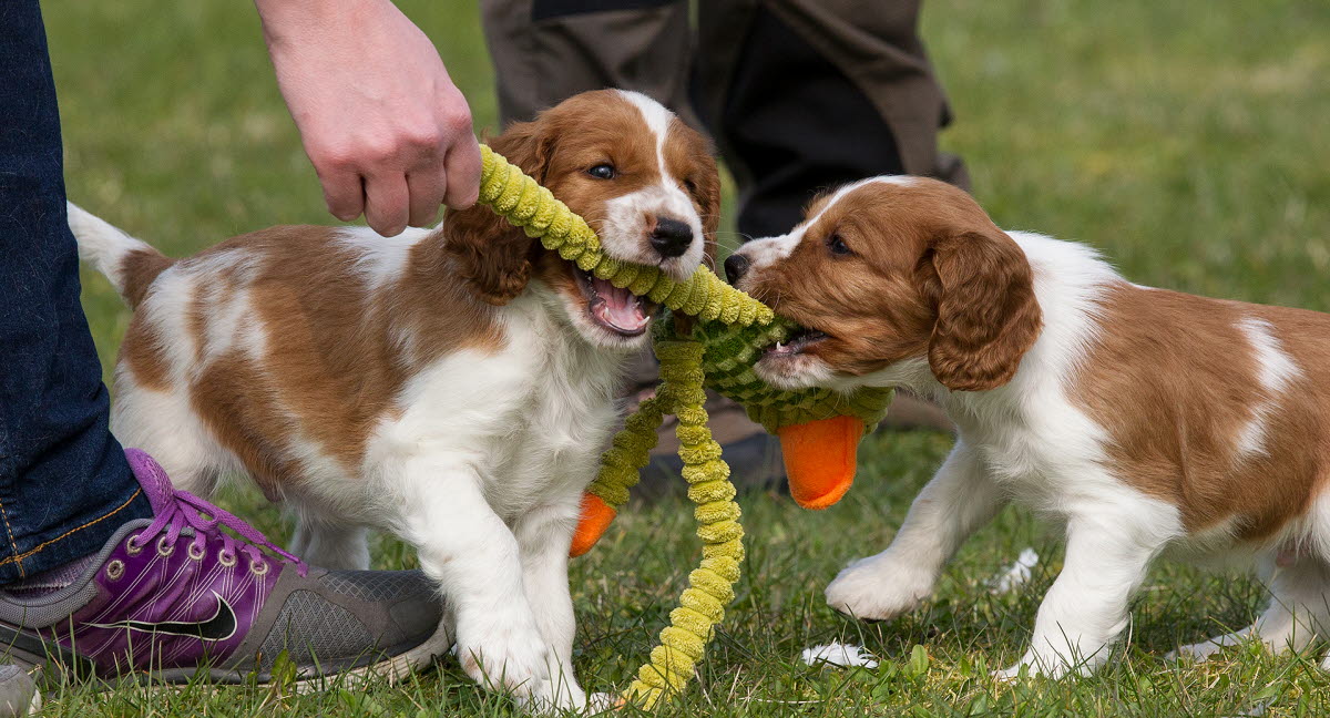 Melketenner som sitter fast - Agria Dyreforsikring