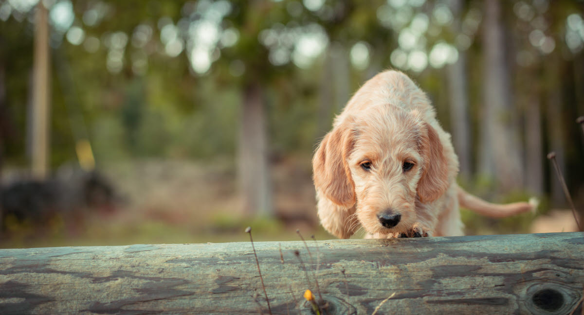 Huggormbitt hos hund - Agria Dyreforsikring