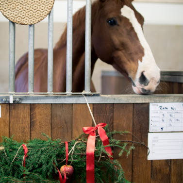 Stall og hage - Agria Dyreforsikring