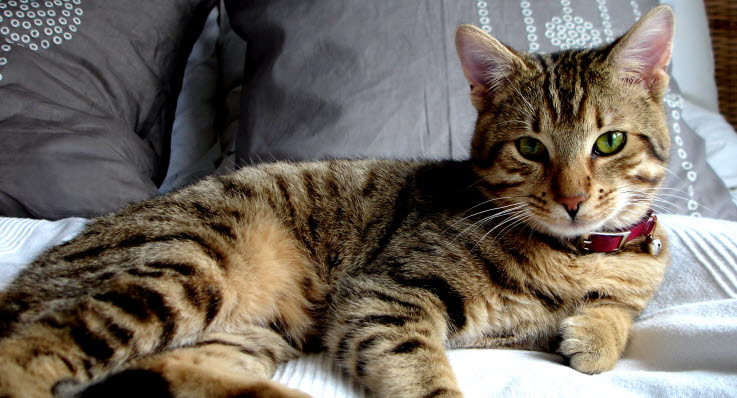 Slik skaper du et hyggelig hjemmemiljø for katten - Agria Dyreforsikring