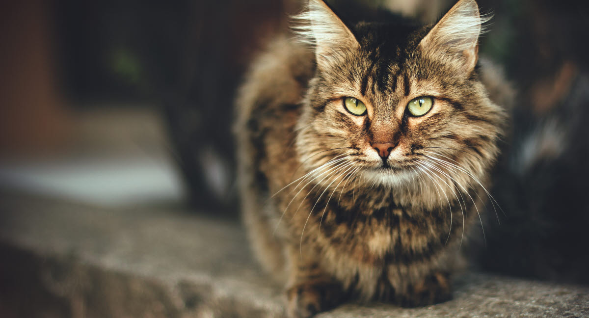 Artikler om katt - Agria Dyreforsikring