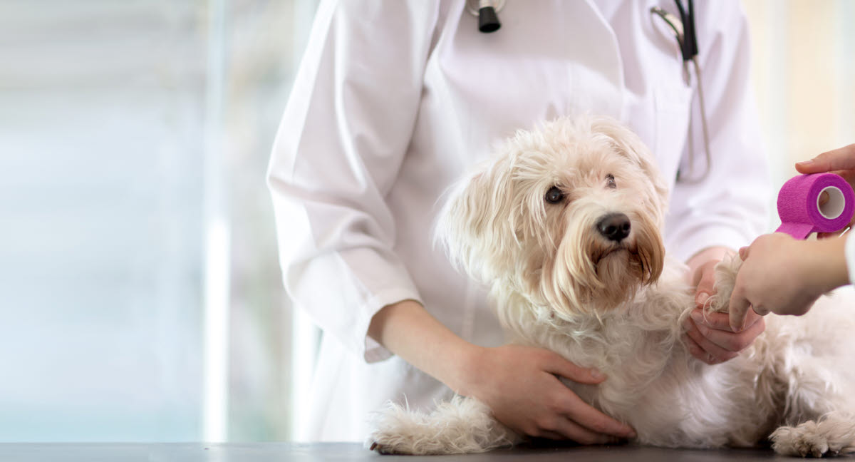 Spør veterinæren - Agria Dyreforsikring