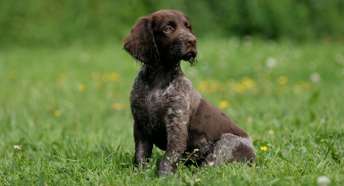 Stressede hunder - Agria Dyreforsikring