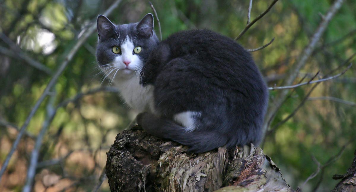 Ormebitt på katt - Agria Dyreforsikring