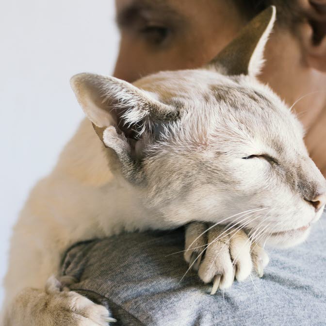 Nyheter - Agria Dyreforsikring