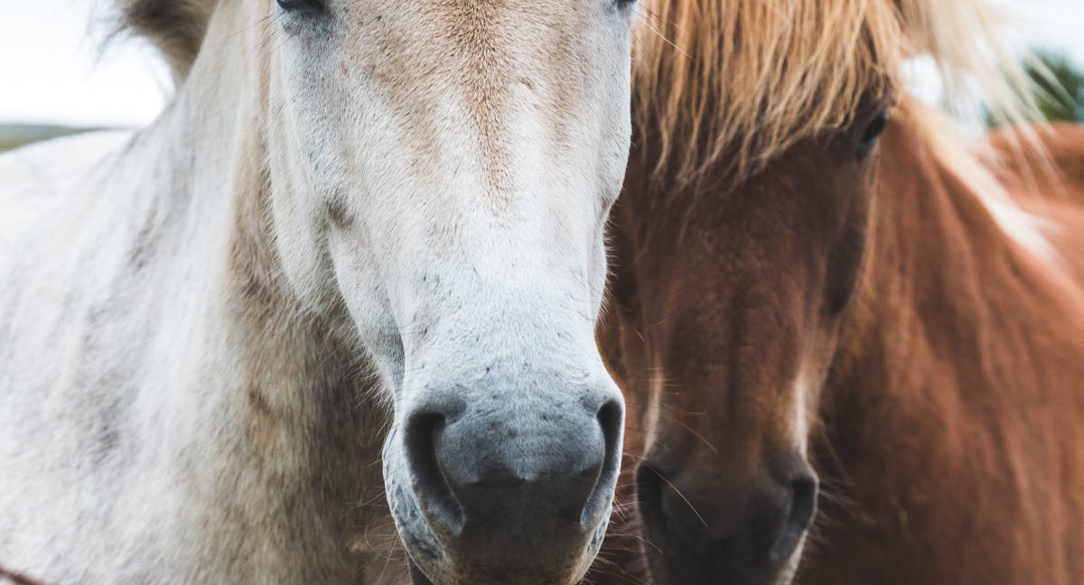 11 fakta om hester - Agria Dyreforsikring