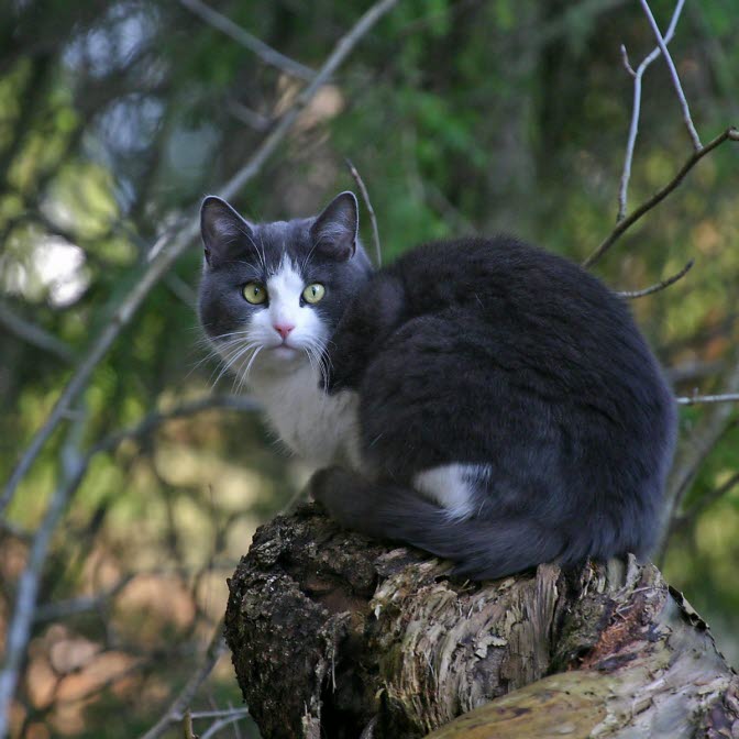 Sykdommer og skader - Agria Dyreforsikring