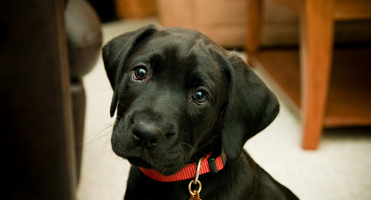 Har du fått deg valp? Her er seks tips - Agria Dyreforsikring