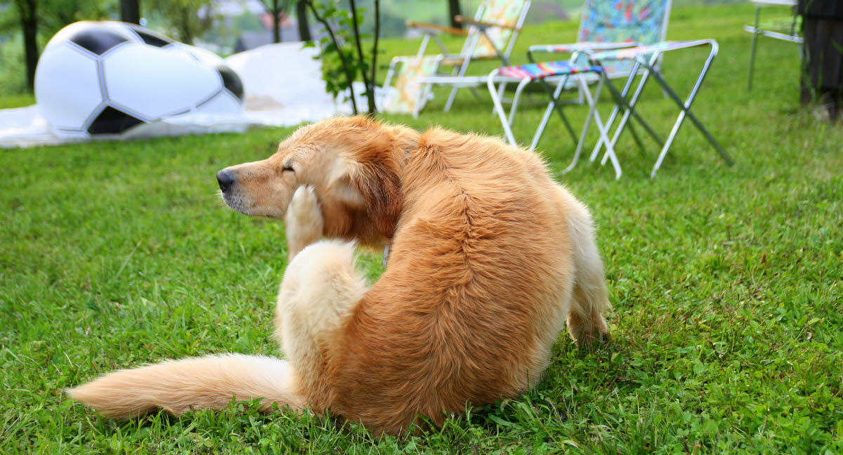 Allergi hos hund - Agria Dyreforsikring