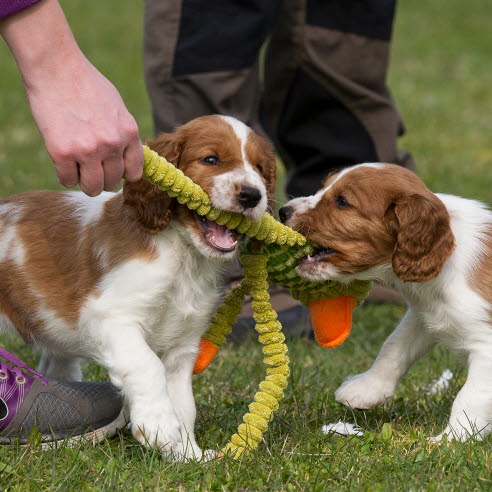 Valp - Agria Dyreforsikring